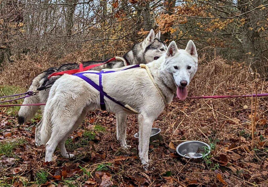 H Back Sledding Harness – SASS-Dog-Equipment