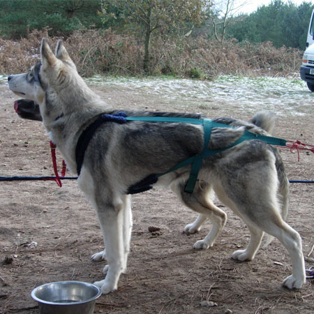 H Back Sledding Harness – SASS-Dog-Equipment